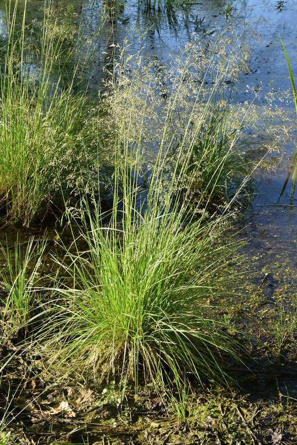 Bent-grass Growing Near Little Pond. Stock Image - Image of grass ...