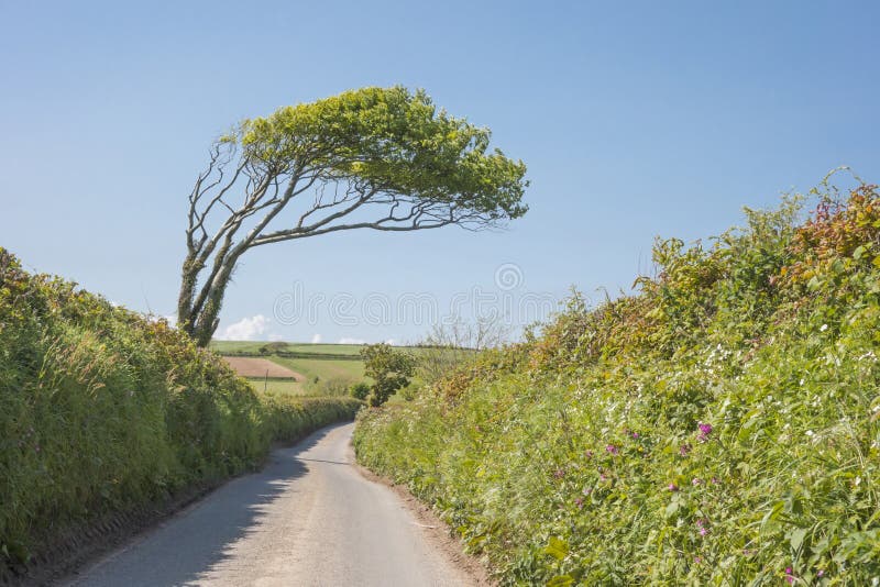 Bent old tree stock photo. Image of road, tree, bush - 75190346