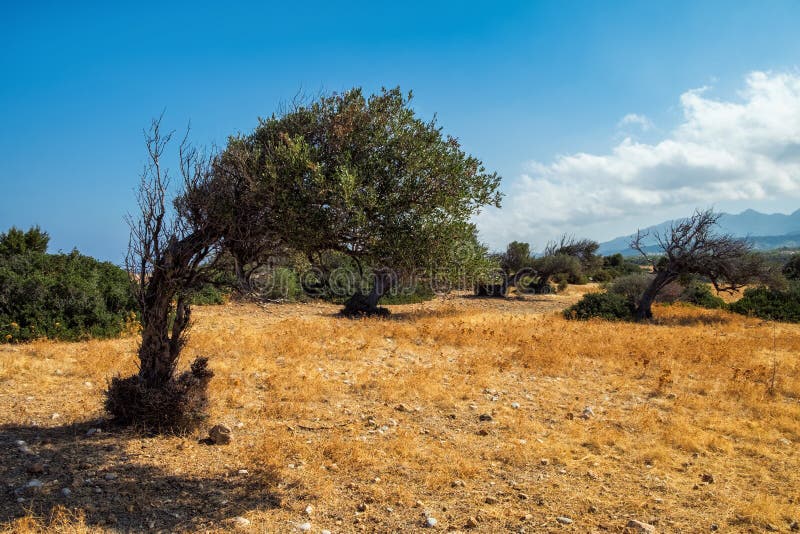 Bent Olive Tree Standing Lonely in Dried Grass Desert Stock Photo ...