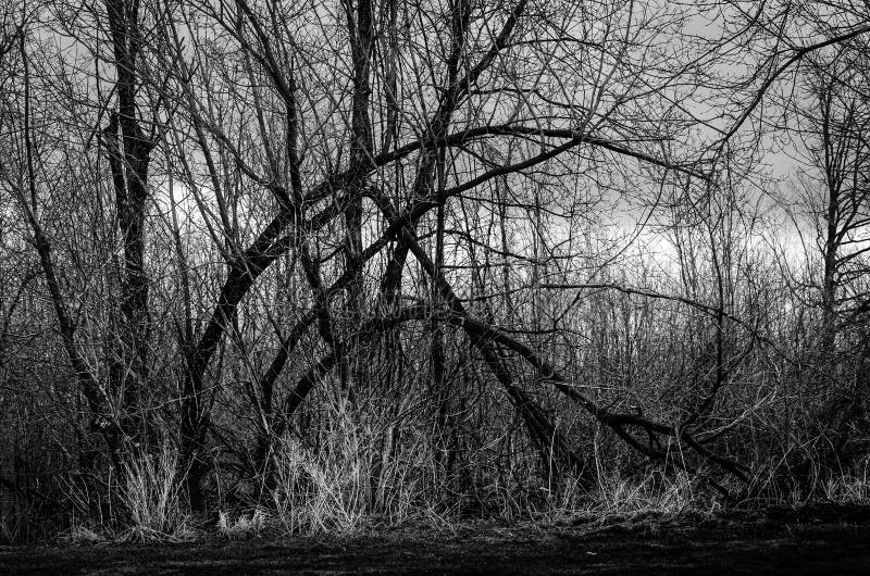 Bent Over Trees in Black and White Stock Photo - Image of nature, mood ...