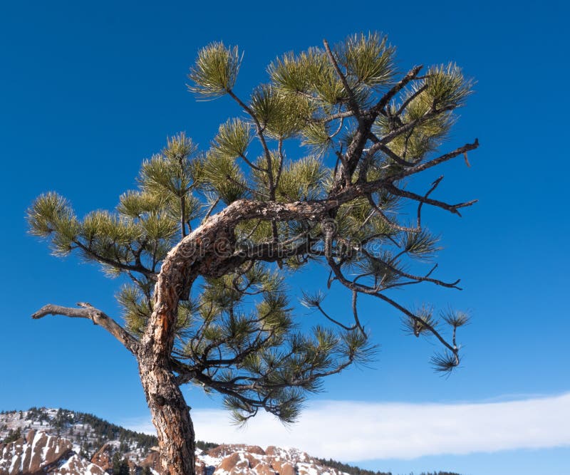 Pine Tree Growing Bent from the Wind in Front of Blue Sky Stock Image ...