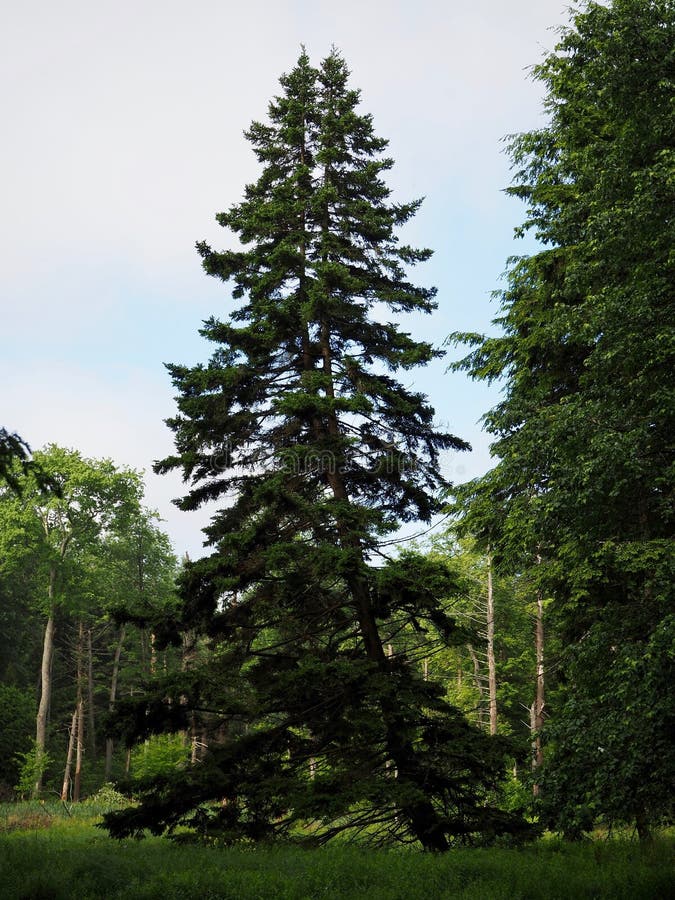 Bent Tall Pine Tree Shaped by Nature Stock Image - Image of bent ...