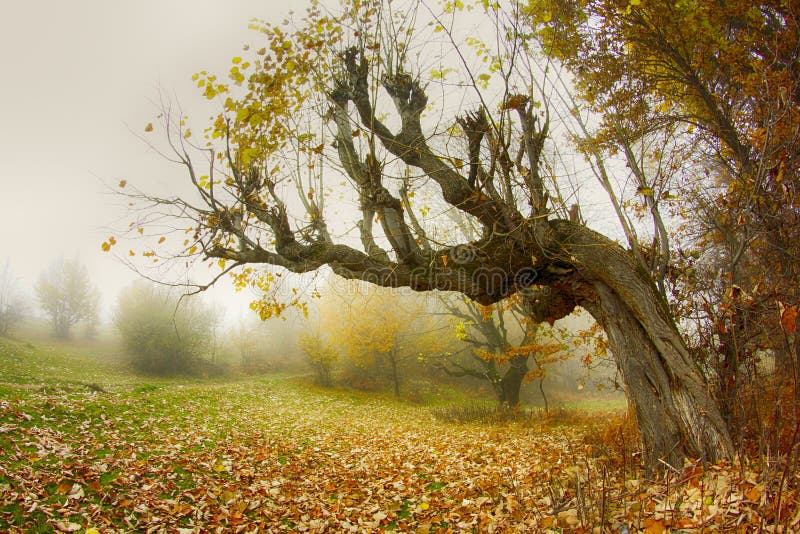 Bent Autumn Tree stock image. Image of outdoor, forest - 43955203
