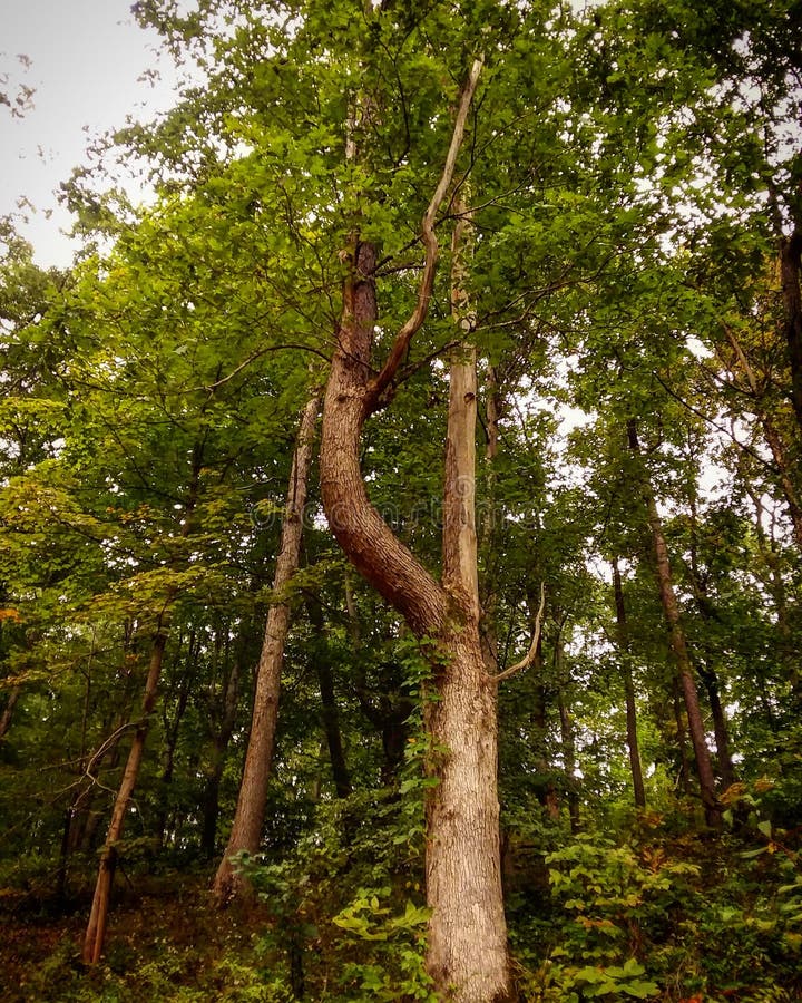 The bent tree stock image. Image of woods, beautiful - 99786515
