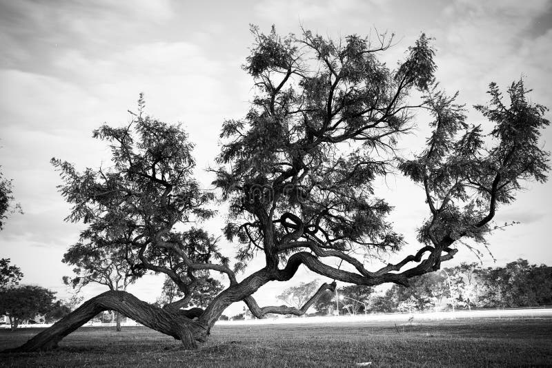 Bent tree stock image. Image of black, bent, adapt, white - 48904661