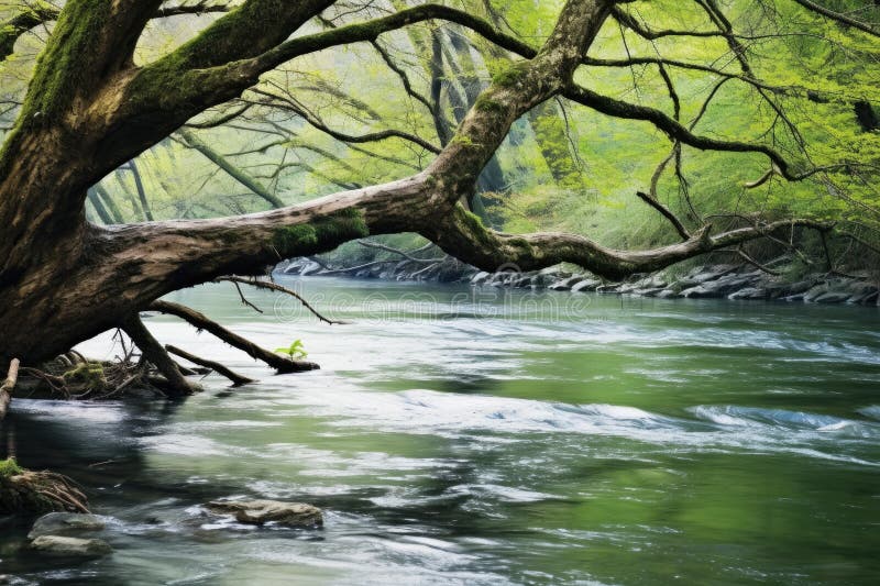 Bent Tree Branches Dipping into a Serene River Stock Illustration ...