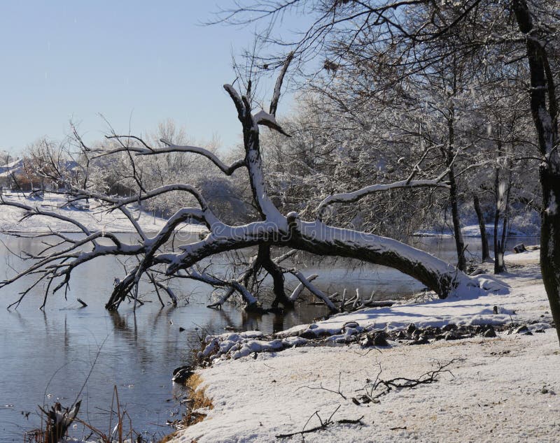 Bent Tree Covered with Snow by the Pond in Winter Stock Image - Image ...