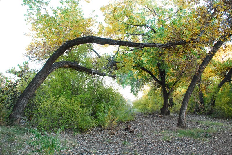 Bent Tree stock image. Image of green, trees, bent, golden - 50487193