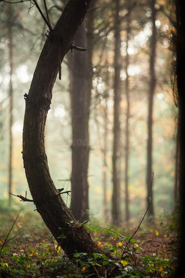 Bent tree in the forest stock image. Image of orange - 46920089