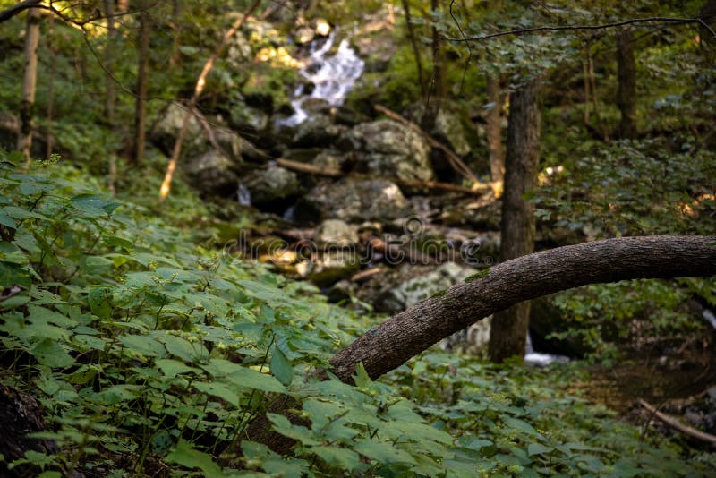 Bent Tree and Green Ground Covering with Jones Run in the Background ...
