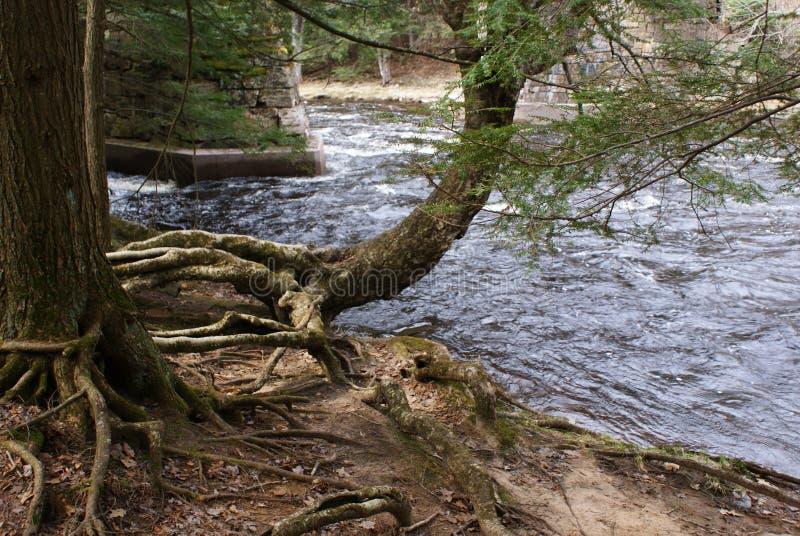 Bent stock photo. Image of water, growing, tree, bent - 91388396