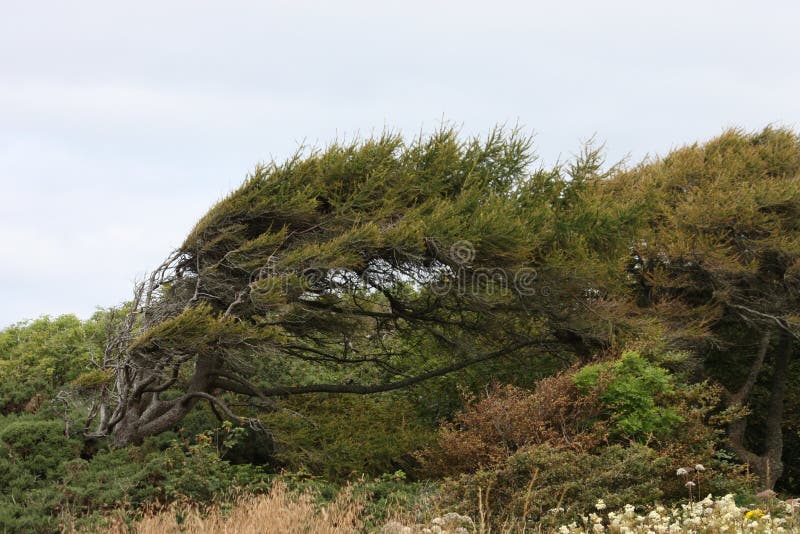 Bent Tree. stock image. Image of tree, plant, strained - 40802559