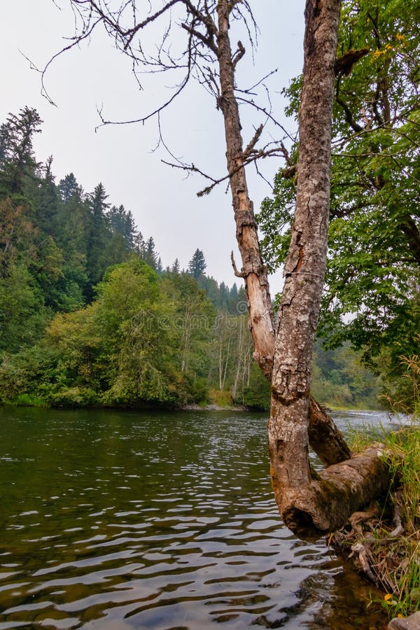 Bent Tree Hanging Over Green River in Summer on Warm Afternoon Stock ...