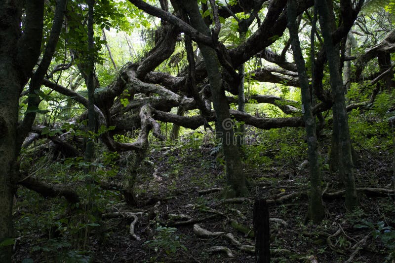 Bent Tree stock image. Image of easter, native, plaque - 69004815