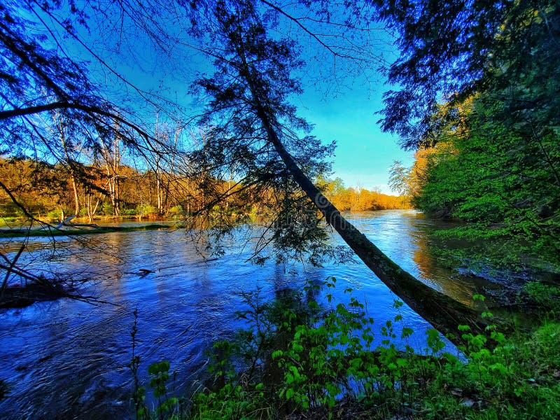 Bent tree over the water stock image. Image of scenic - 183532967