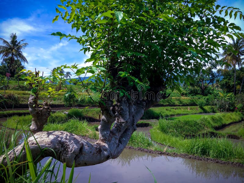 894 Trunk Rice Plant Stock Photos - Free & Royalty-Free Stock Photos ...