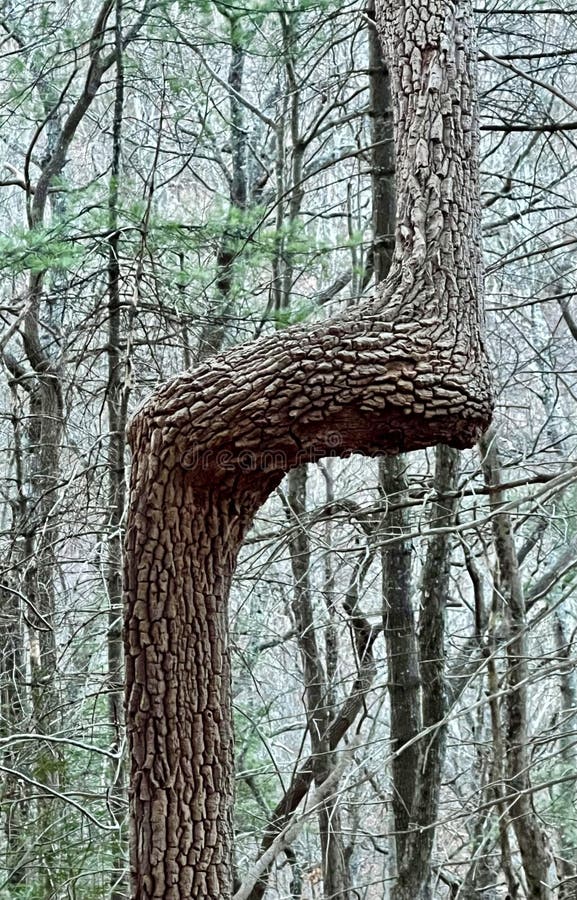 Bent tree stock photo. Image of bent, abstract, nature - 321749448