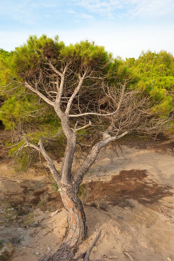 Bent trees stock photo. Image of summer, vertical, twist - 22070922