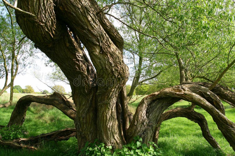 Bent Trees Picture. Image: 9762989