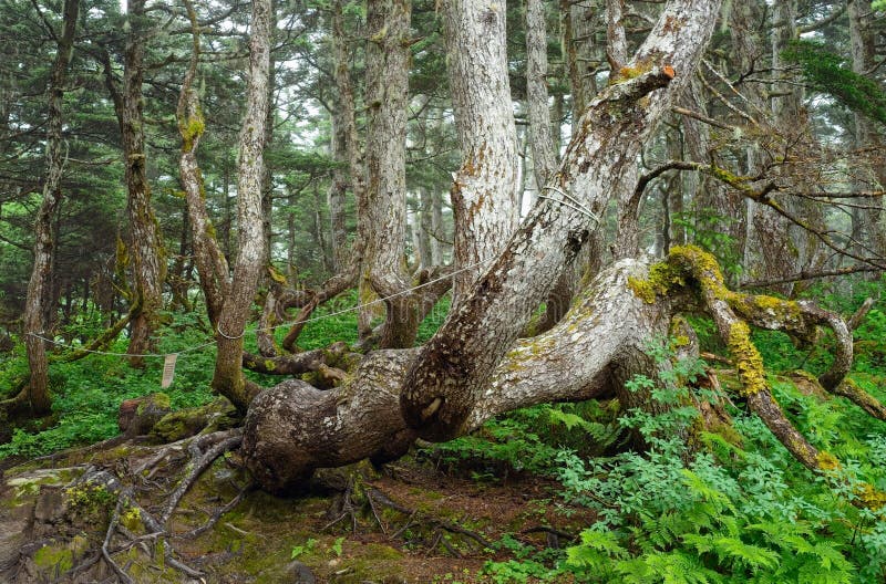 Bent Trees in an Alaskan Forest Stock Image - Image of roberts, woods ...