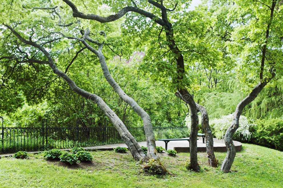 Bent trees in park stock image. Image of fantasy, environment - 23774837