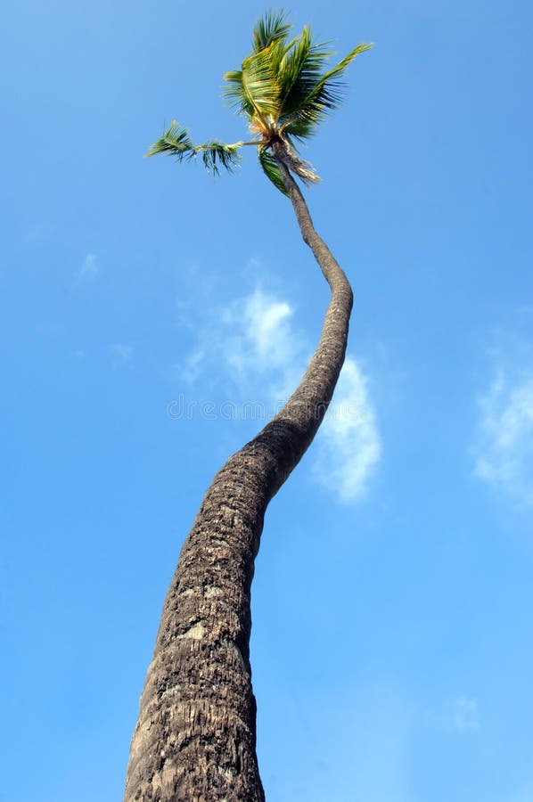Bent Palm Tree Over The Sea Against The Background Of The Blue Sky ...