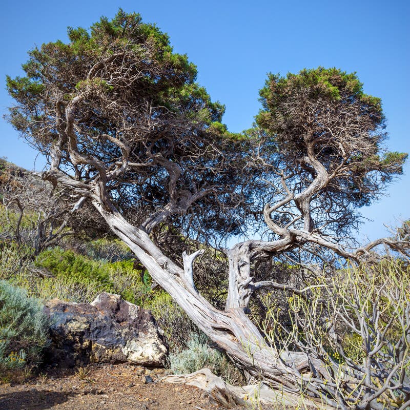 Bent by Winds Pine Tree in El Hierro Stock Photo - Image of winding ...