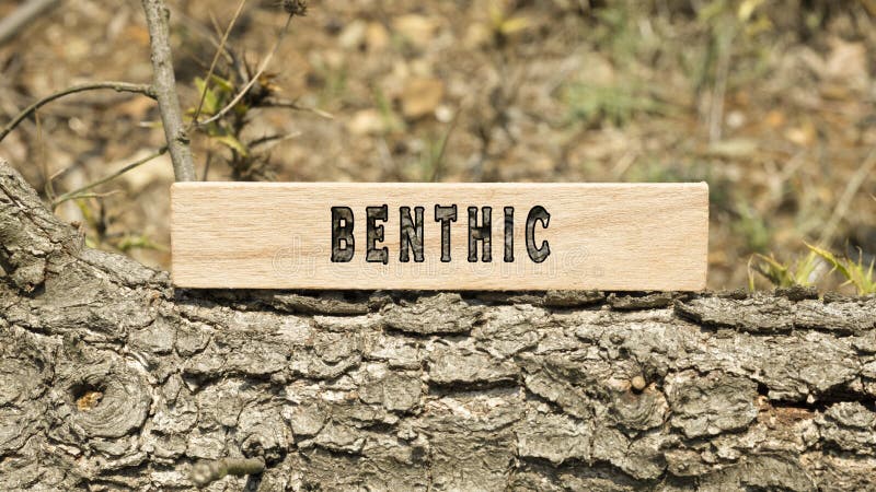 Benthic Written Stock Photos - Free & Royalty-Free Stock Photos from ...