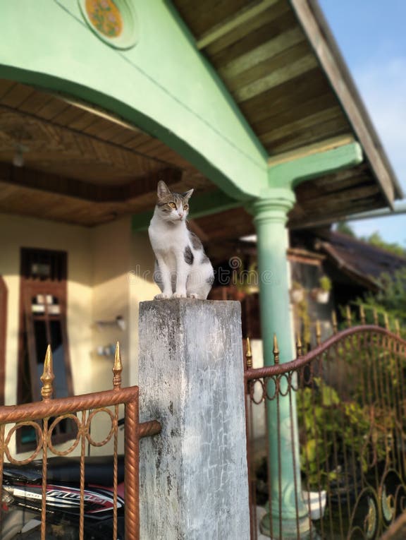 Bento, the Handsome Cat on the Fence Stock Photo - Image of home, bento ...