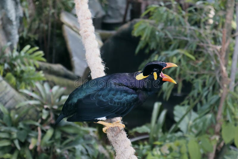 Beo bird stock image. Image of animal, wildlife, bird - 239010681