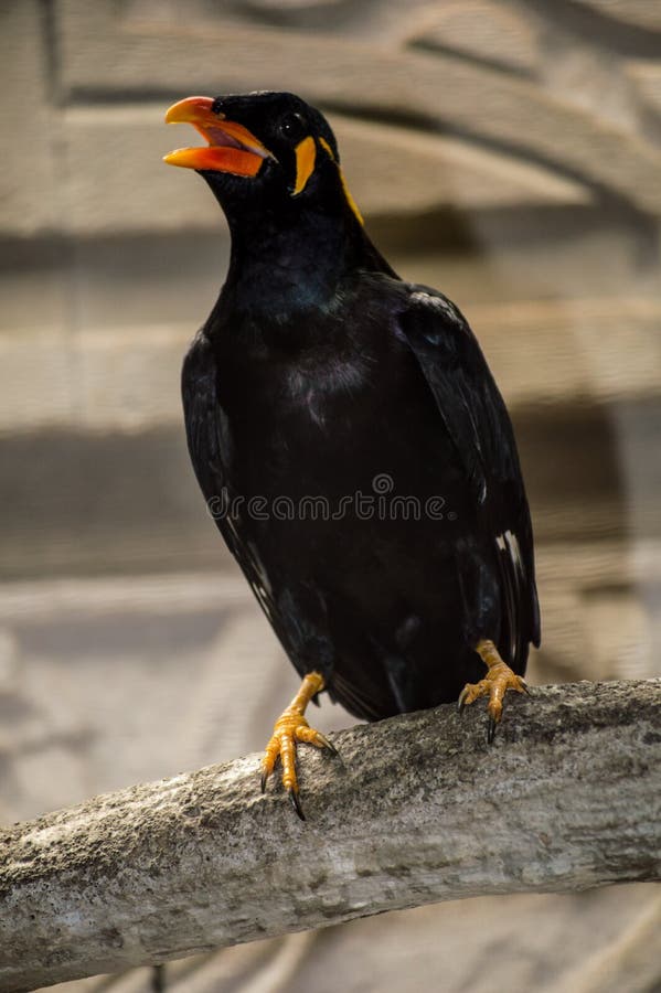 Beo Nias Gracula Robusta Open Its Beak while Perched on Branch Stock ...