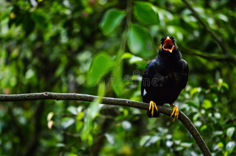 Gracula Robusta Stock Photos - Free & Royalty-Free Stock Photos from ...