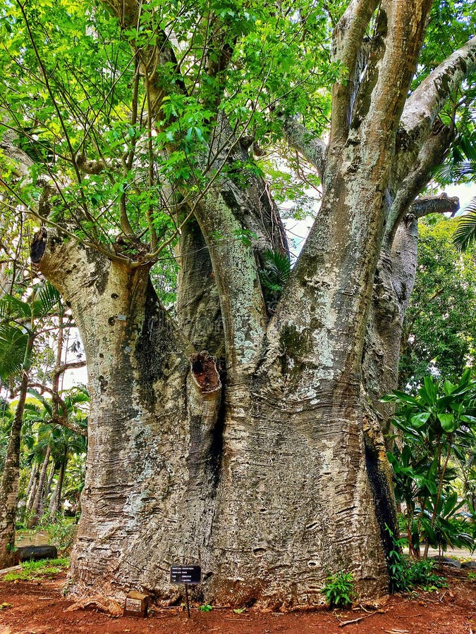 Beobbab Tree,, African Origin, Mauritius Stock Image - Image of african ...