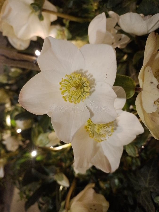 Beautiful Flowers Around the Streets in Milan Stock Photo - Image of ...