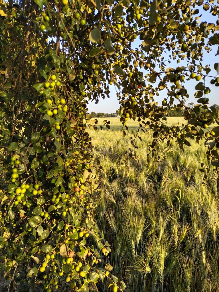 598 Ber Fruit Malayalam Stock Photos - Free & Royalty-Free Stock Photos ...