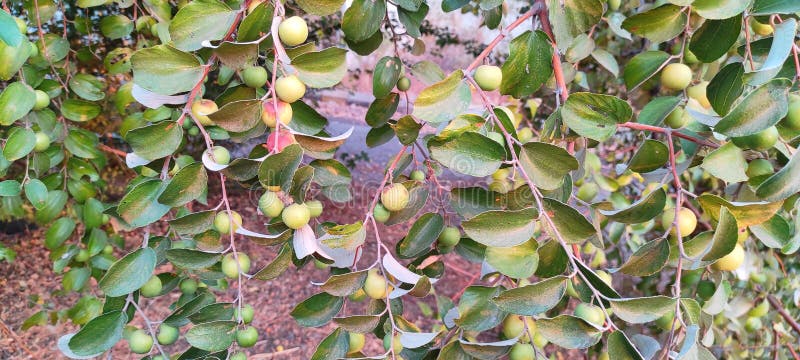 238 Ber Leaf Photos - Free & Royalty-Free Stock Photos from Dreamstime