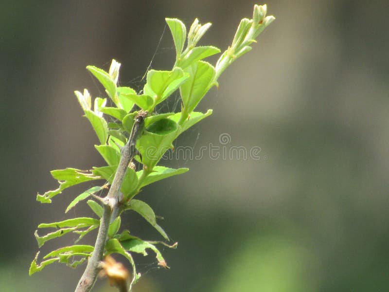 Ber tree stock photo. Image of india, subcontinent, asia - 100492298