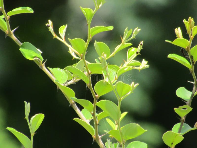 578 Ber Tree Stock Photos - Free & Royalty-Free Stock Photos from ...