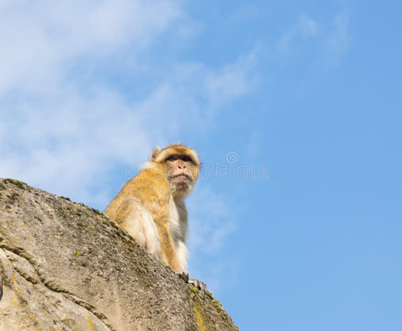 Berber monkey stock photo. Image of rocky, animal, cliff - 26853482