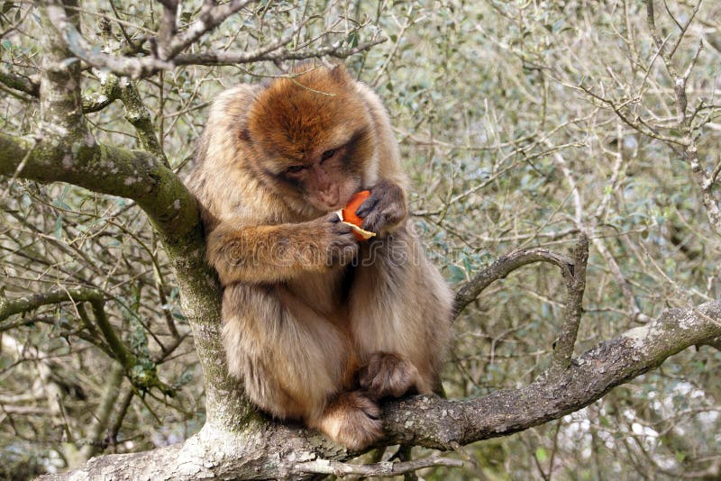 Berber Monkey Eating Orange Stock Image - Image of gibraltar, taste ...
