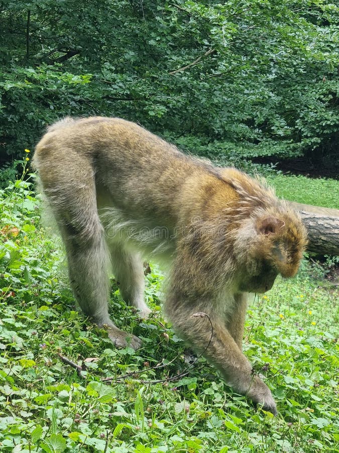 Berber monkey in a forest stock photo. Image of carnivore - 228522866