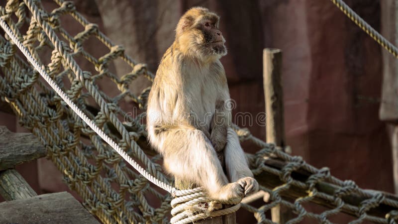 Berber Monkey & X28;Macaca Sylvanus& X29; in a Zoo Stock Image - Image ...