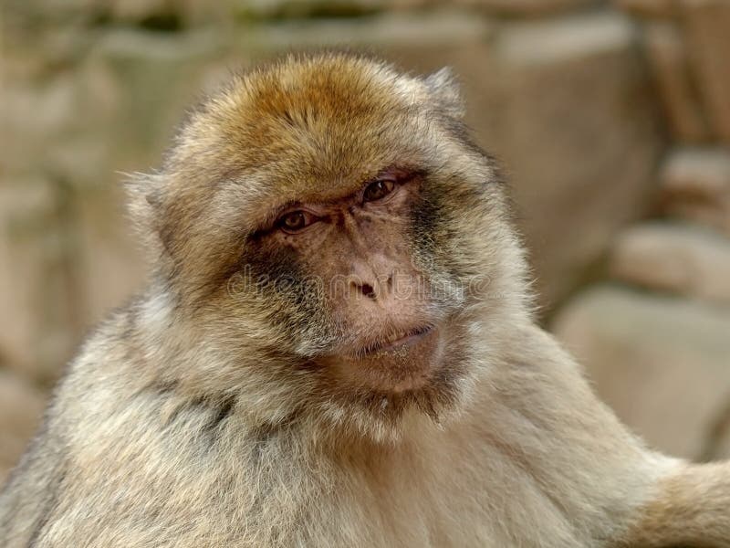 Berber Monkey Mother and Child Stock Image - Image of portrait ...