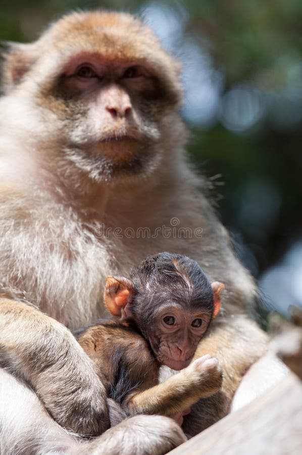 Berber Monkeys stock image. Image of adorable, animal - 28880149