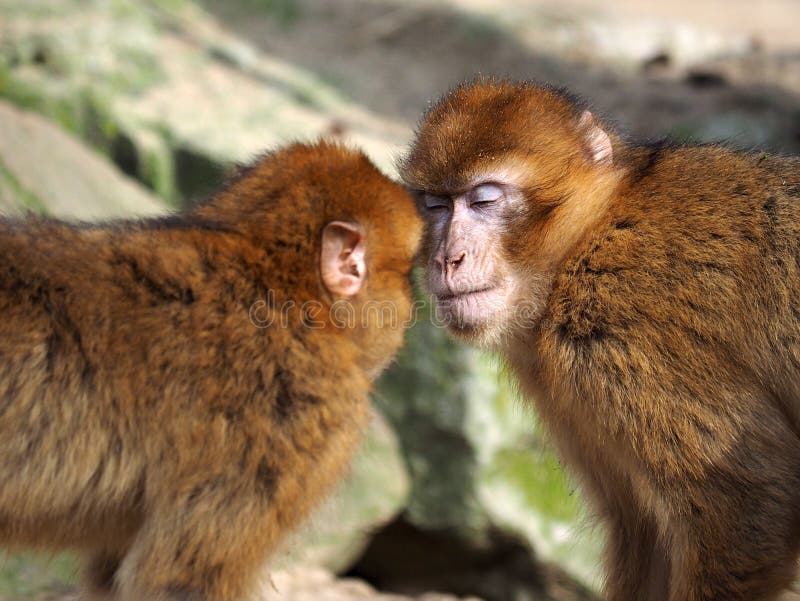 2 Monkeys Hugging Stock Photos - Download 222 Royalty Free Photos