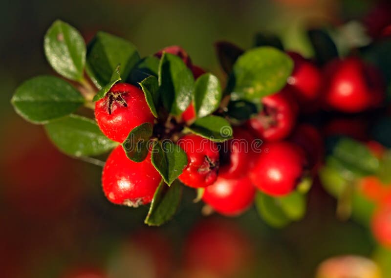 Red Fall berries stock image. Image of crimson, plant - 16763455