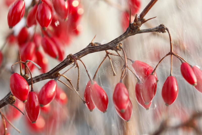 Winter Berberis Thunbergii Also Called American Barberry Or Berberis ...