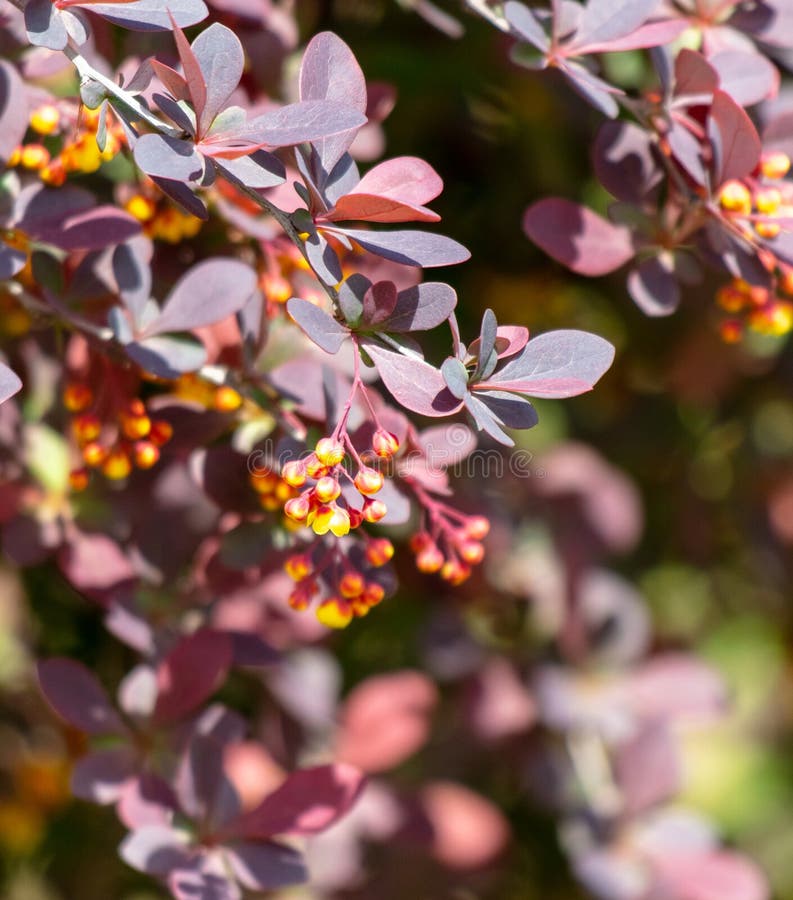 Berberis Thunbergii, Also Known As Barberry Stock Image - Image of ...