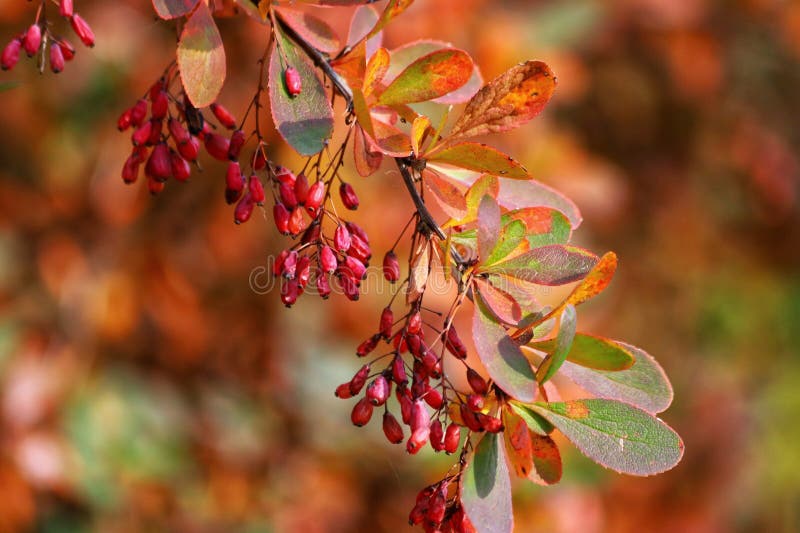 Berberis Vulgaris. Berries of Barberry on Branch, Fall Stock Image ...