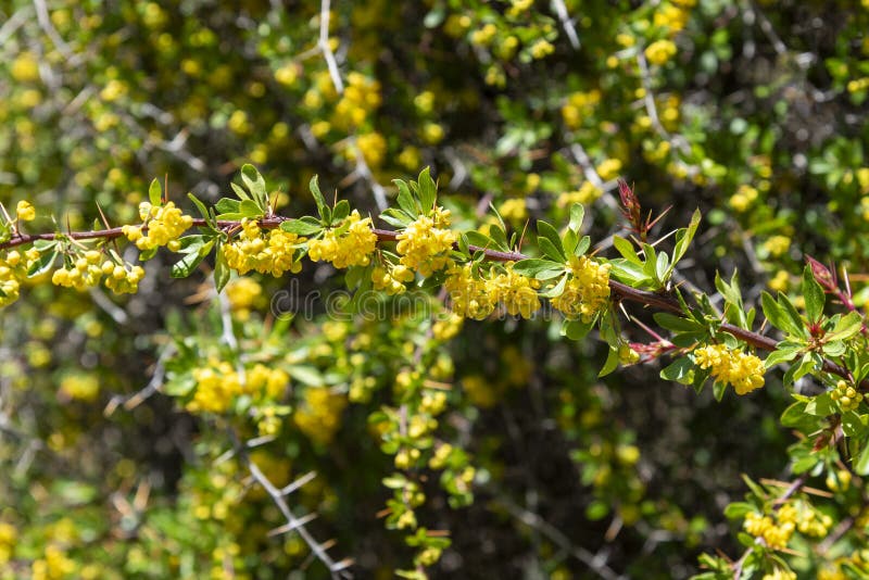 Berberis Vulgaris Plant, Barberry Stock Photo - Image of orchard ...